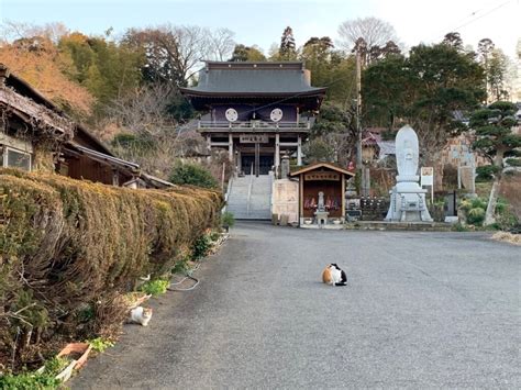 森厳寺 千葉県上総村上駅 の投稿 1回目 山門が立派なお寺 ホトカミ