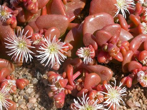 Conophytum Lithops And Co Synaptophyllum Juttae Synaptophyllum Juttae