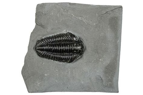 1 5 Calymene Niagarensis Trilobite Fossil New York 269946 For
