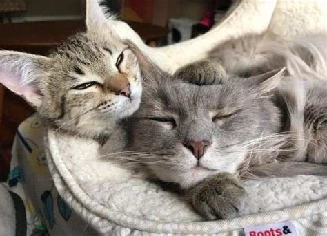 Хозяйка побрила кошку которая изнывала от жары но под шерстью она