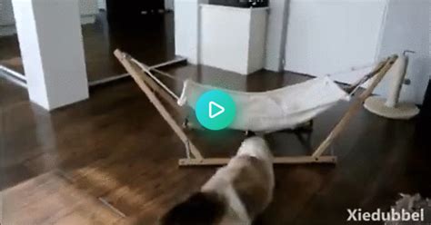 Cat Tries To Learn The Art Of The Hammock  On Imgur