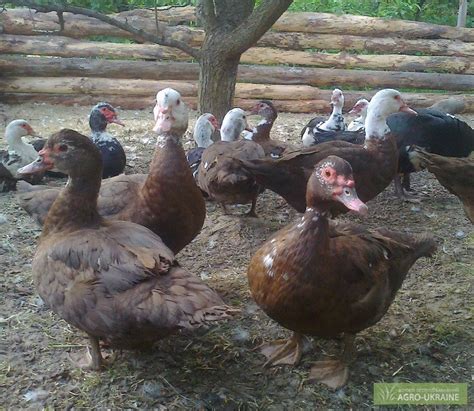 Продам купить мускусные утки взрослые несут яйца Индоутка Киев — Agro