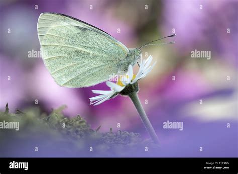 Wonderful Portrait Of Large White Butterfly Pieris Brassicae Stock