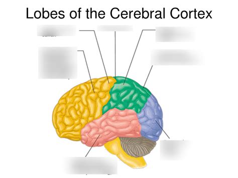 Cerebral Cortex Diagram Quizlet