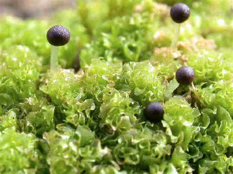 Thalloid Liverwort Sight Id Baamboozle Baamboozle The Most Fun