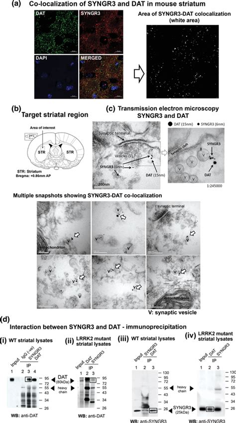 Syngr3 Co‐localizes And Interacts With Dopamine Uptake Transporter Download Scientific Diagram