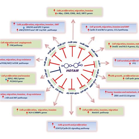 Schematic Representation Of Principal Functional Interactions Between Download Scientific