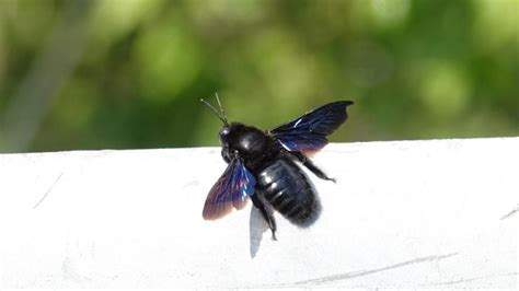 Violet Carpenter Bee Markeisingbirding