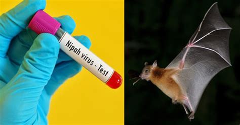 Nipah Virus Infection History Symptoms Prevention Treatment Gyan Update