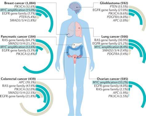 Myc Protein Interactors In Gene Transcription And Cancer Penn Lab
