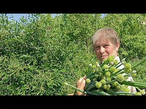 Сухая приправа из стрелок лука батуна - YouTube