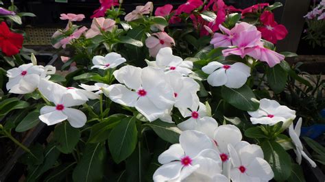 Live Garden Sato