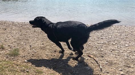 Cedric Der Labrador Tag Am See YouTube