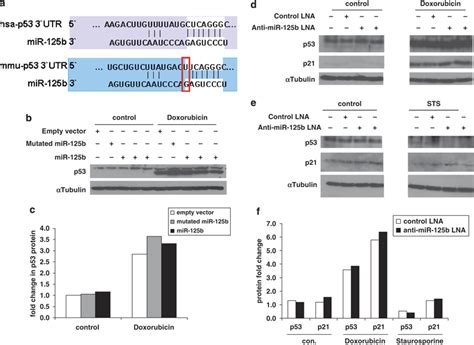 P53 Is Not A Target Of MiR 125b In Ba F3 And REH Cells A