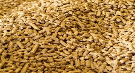 Biomass Sources Student Energy