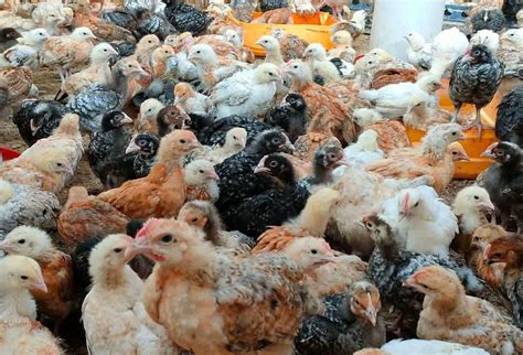 Farmers Market Kenya ☑ Kuroilers☑ Kenbrows☑ Rainbow Roosters☑ Sasso☑