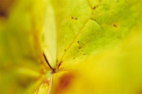 Leaf Foliage Plant Free Photo On Pixabay Pixabay
