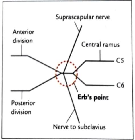 Brachial Plexus Upper Limbs Anatomy