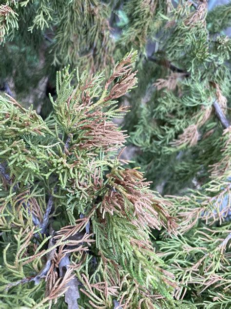 Hollywood Juniper Twig Blight Saveable R Arborists