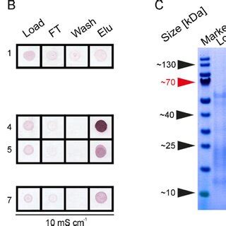 High Throughput HIC Resin Scouting For The Purification Of CLCT From Download Scientific