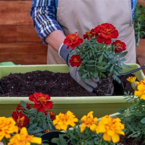 The Best Organic Bloom Fertilizer To Boost Your Flowering Plants