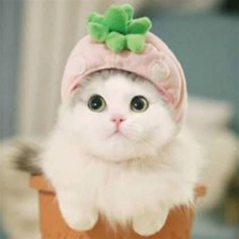 Hình ảnh đáng Yêu Con Mèo Dễ Thương Cute Những Hình ảnh Làm Say Lòng