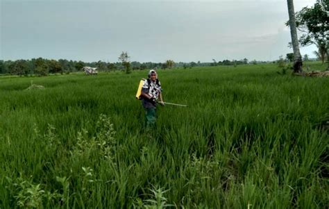 Puluhan Hektar Lahan Sawah Di Desa Perajen Banyuasin Diserang Hama