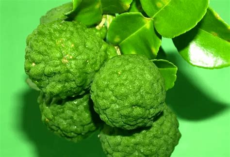 佛手柑和佛手瓜，你混淆了吗？层面柑橘意大利