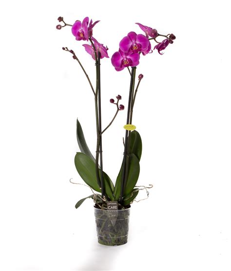 Opti Flor Orchid Collection Opti Midi