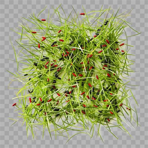 Premium Psd Psd Stoloniferous Light Green Grass With Red Beetles And