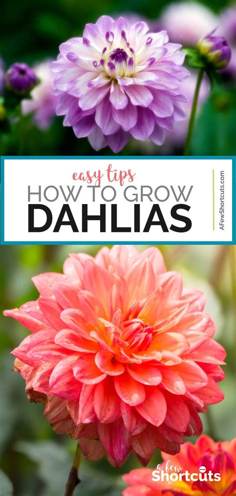 How To Grow Dahlias Easy Tips For Beautiful Flowers A Few Shortcuts