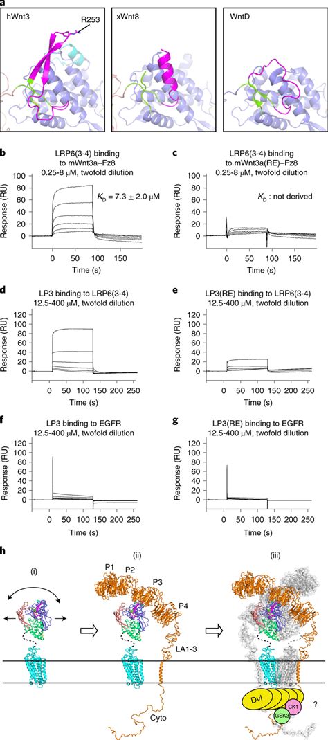 Lrp6 Binding Site Within The Wnt3a A Conformational Variation Of The Download Scientific