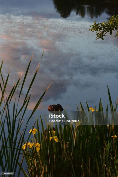워털루 Amp 세인트 제이콥스 온타리오 캐나다 0명에 대한 스톡 사진 및 기타 이미지 0명 물 빛 Istock