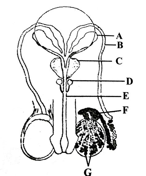Male Reproductive System Labeled Quizlet Human Anatomy