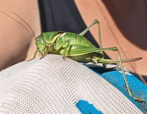 Grasshopper Bc Canada R Whatsthisbug