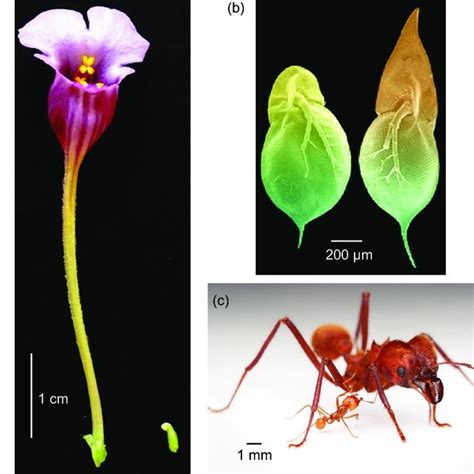 1 Spectacular Examples Of Phenotypic Plasticity Occur In Organisms That