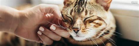 Why Do Cats Purr Decoding The Language Of Your Kitty