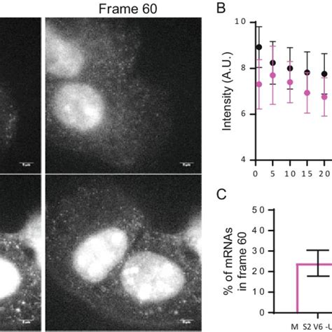 Pdf Imaging Single Mrna Molecules In Mammalian Cells Using An