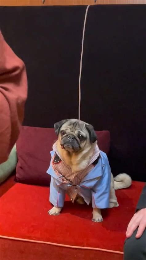 Pin On Pugs
