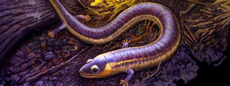 Funky Worm Fossil Helps Explain The Mysterious Mind Blowing Science