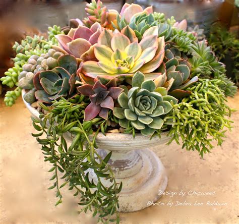 20 Idées De Composition Florale Avec Des Succulentes Plantes Grasses