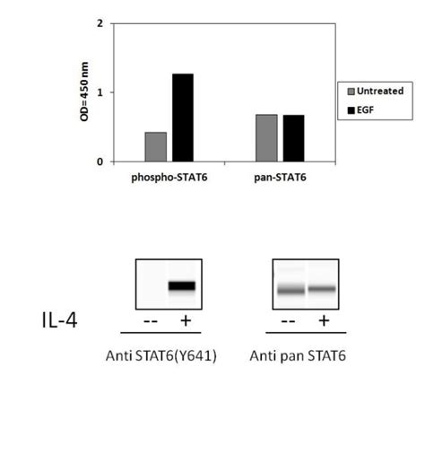 Phospho Stat6 Y641 Elisa试剂盒 Abcam中文官网
