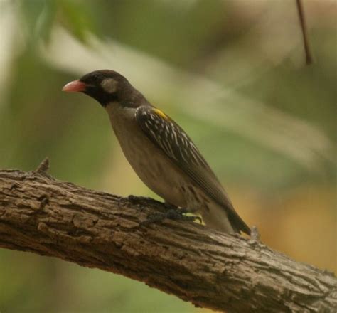 Honeyguide Birds Have Learned To Recognize The Languages Of Local