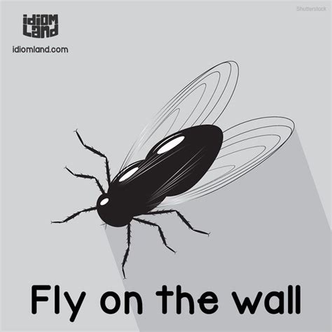 Idiom Of The Day Fly On The Wall Meaning Someone Who Can Secretly