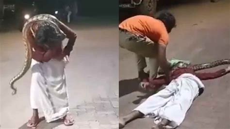 Viral Video फोटो खिंचाने के लिए शराब के नशे में उठा लाया अजगर बड़ी मुश्किल से बचाई गई जान