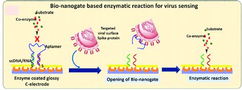 Enzymatic Biosensor For Sars Cov Detection Enzymatic Reaction Upon