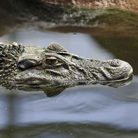 Black Caiman Wildark