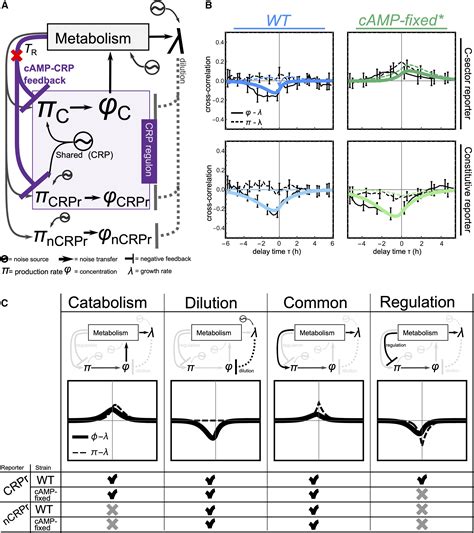 The Interplay Between Metabolic Stochasticity And Camp Crp Regulation In Single E Coli Cells
