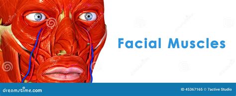 Facial Muscles Stock Illustration Image 45367165