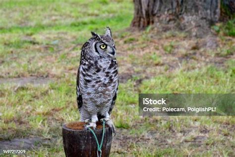폴란드의 광활한 잔디밭 들판 또는 초원에서 화창한 여름날 볼 수 있는 나무와 가죽으로 만든 용기와 같은 작은 드럼통에 앉아 사냥과 정찰에 사용되는 매나 올빼미를